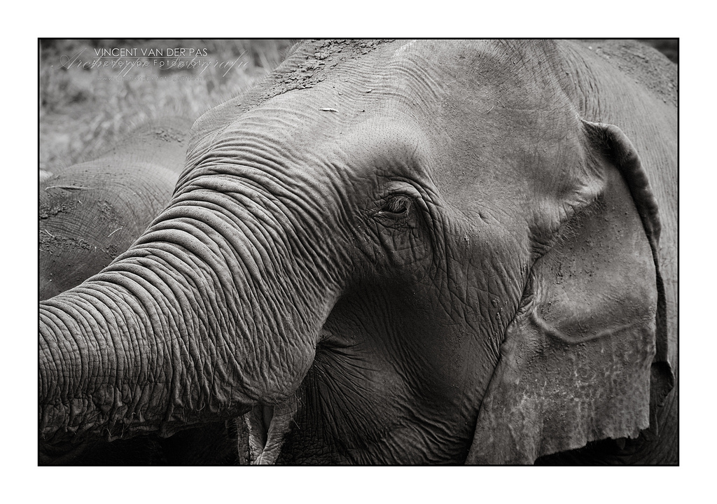 Bad news: mammals literally can’t evolve fast enough to avoid ...